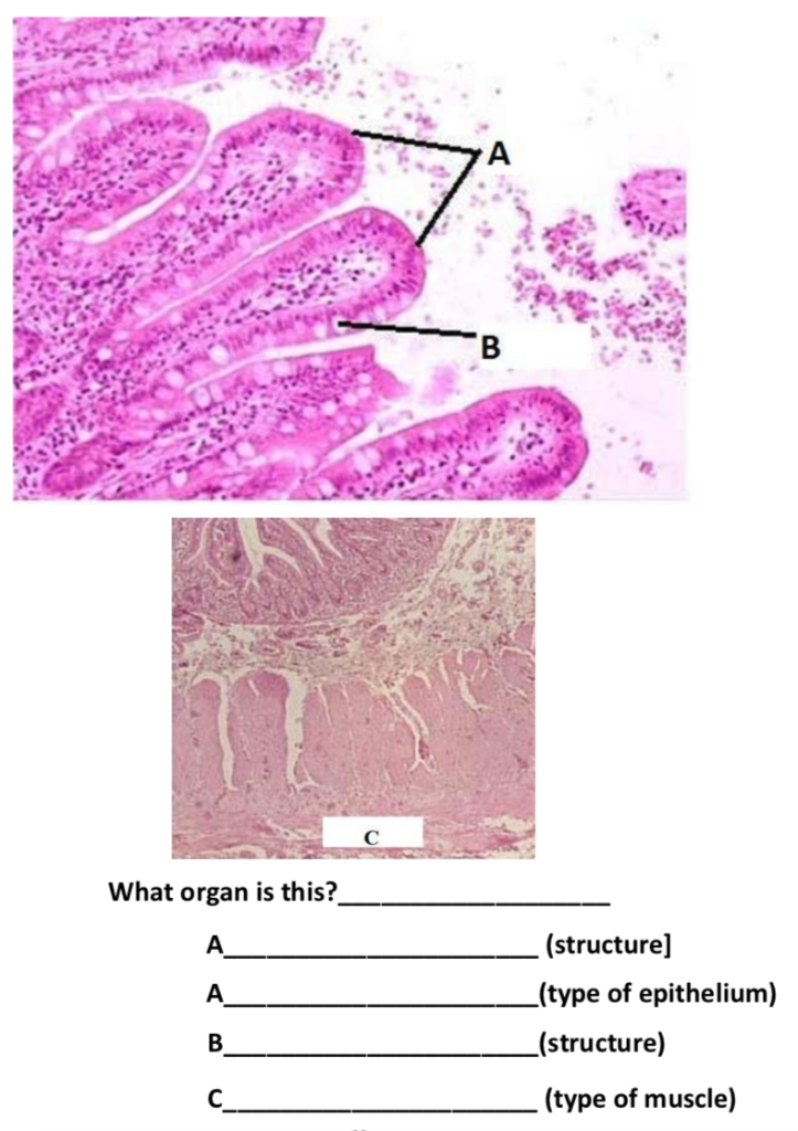 Solved This slide shows a part of the digestive system | Chegg.com