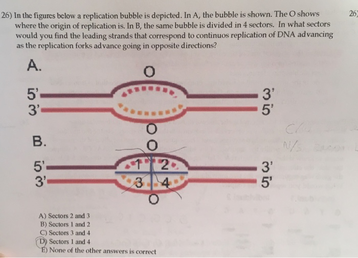 Solved In the figures below a replication bubble is | Chegg.com
