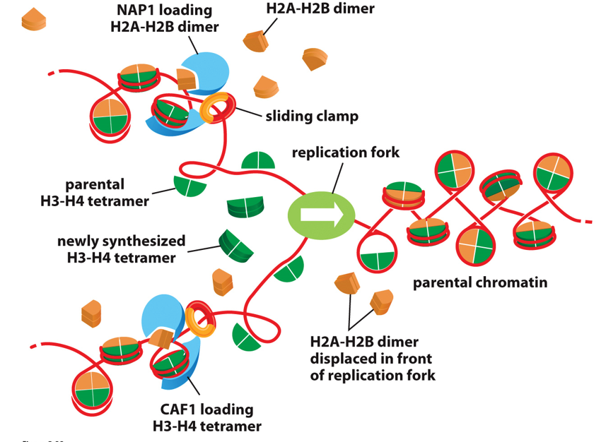 Solved H2A-H2B dimer NAP1 loading H2A-H2B dimer sliding | Chegg.com