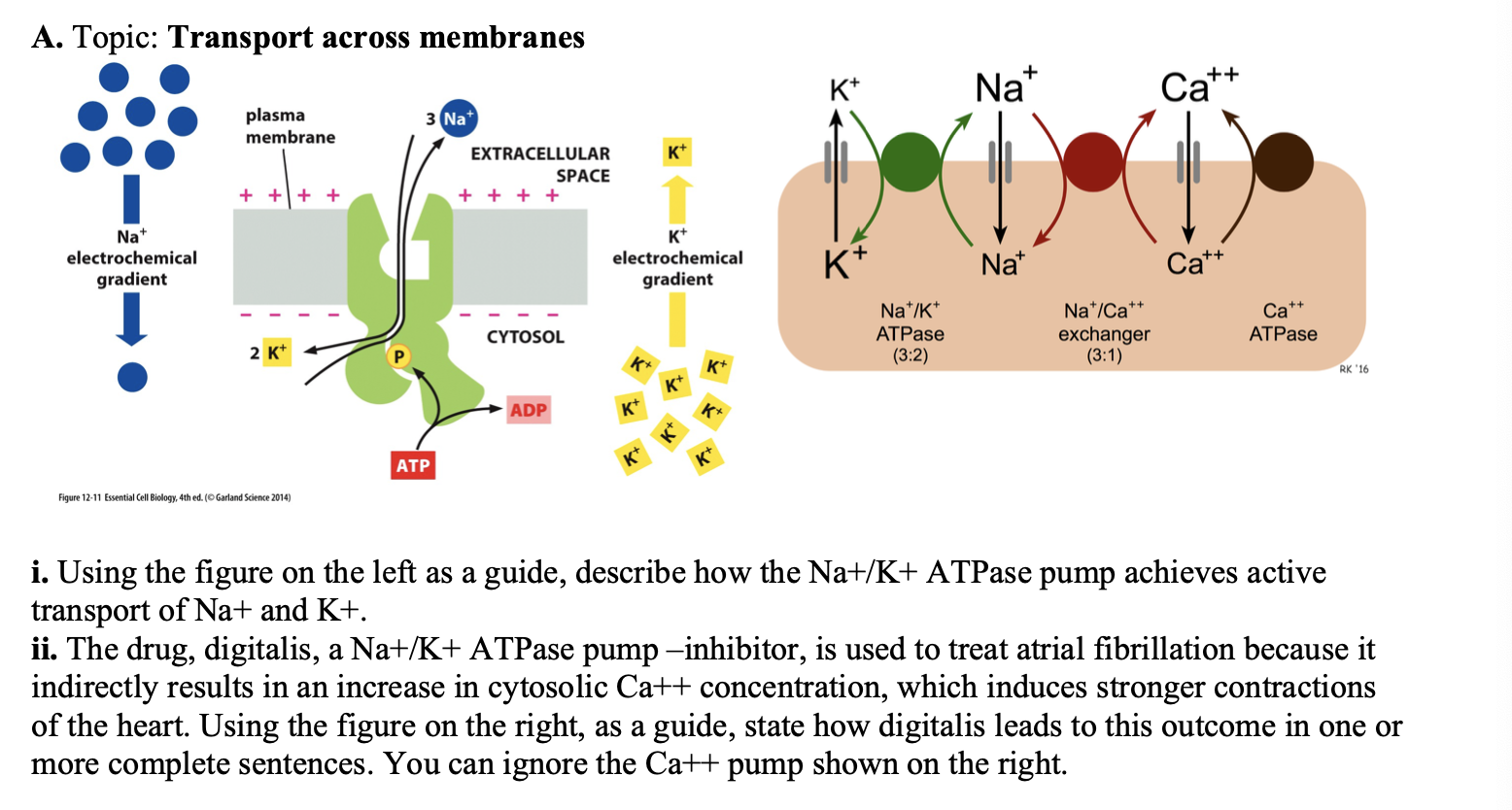 Solved A. Topic: Transport across membranes ++ K+ Nat Ca | Chegg.com