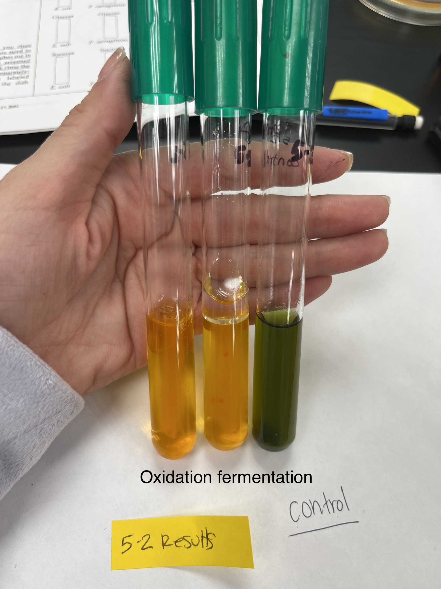 Solved What is the bacteria based on these results? Gram | Chegg.com