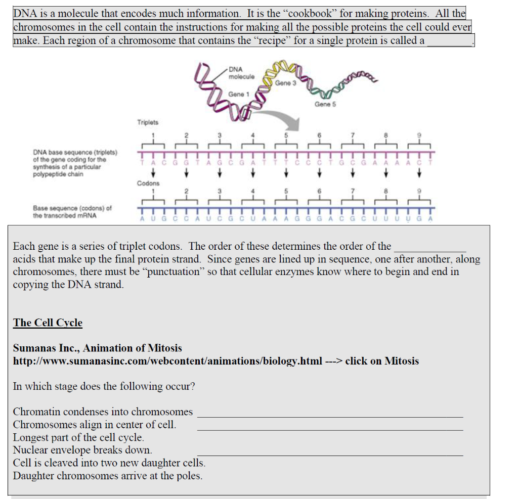 Solved DNA is a molecule that encodes much information. It | Chegg.com