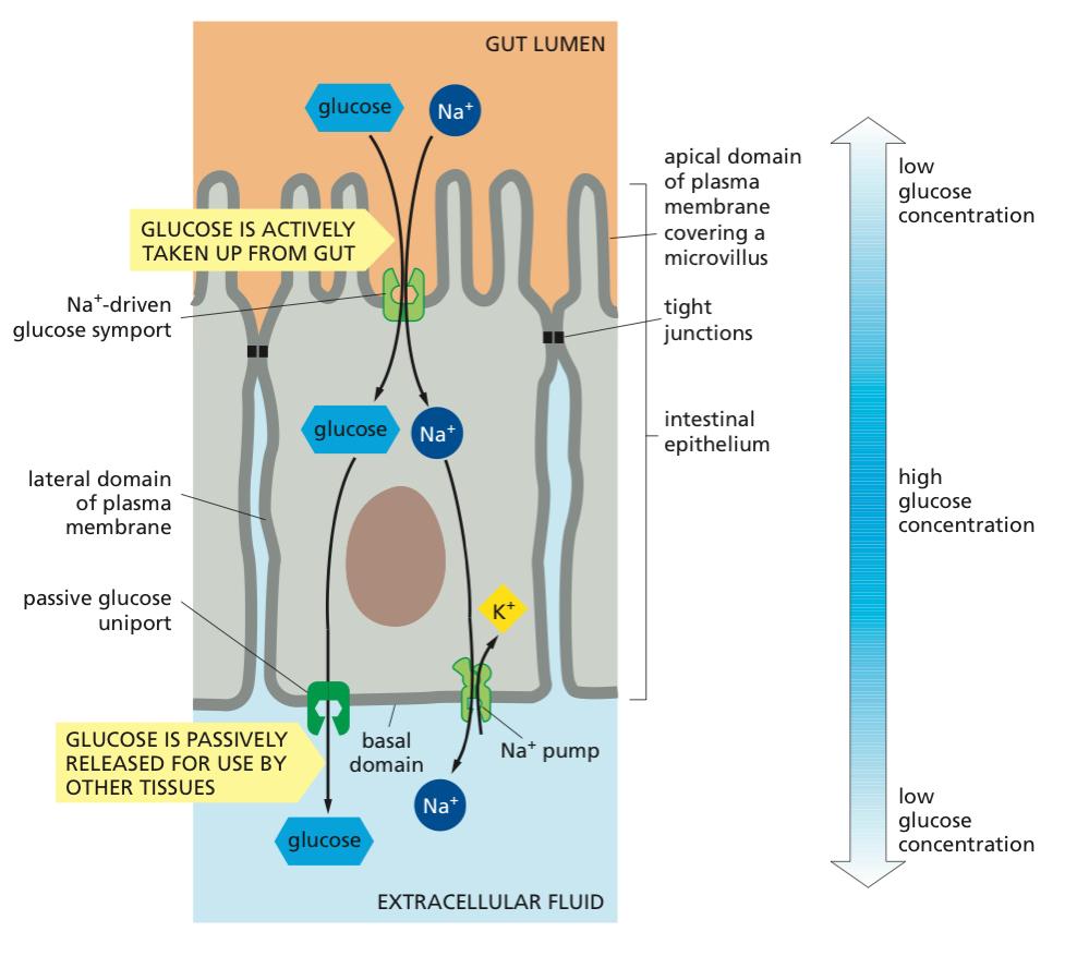 Solved Using the figure below answer the | Chegg.com