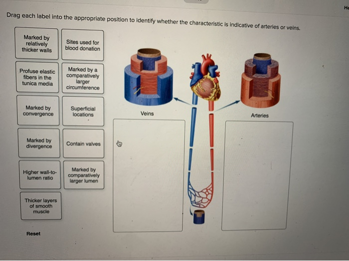 Solved He Drag each label into the appropriate position to | Chegg.com
