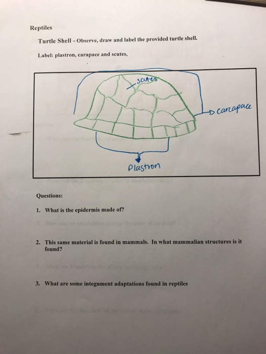 Solved Reptiles Turtle Shell Observe, draw and label the | Chegg.com