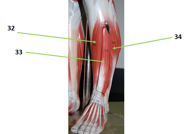 Solved 34 33 35 37 36 | Chegg.com