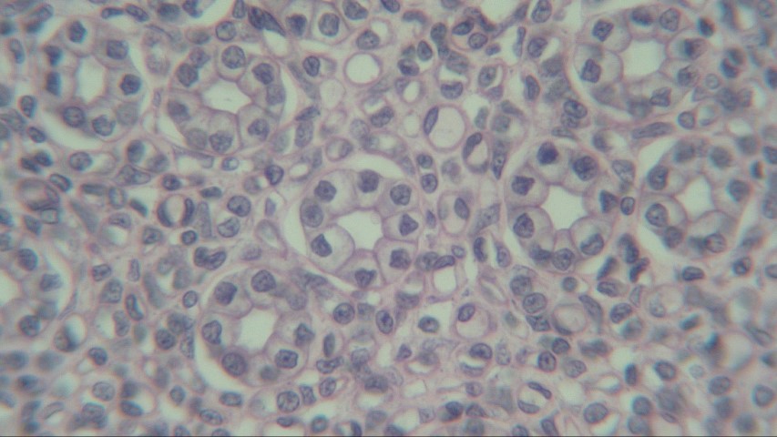 Label the cuboidal cells of a collecting duct | Chegg.com
