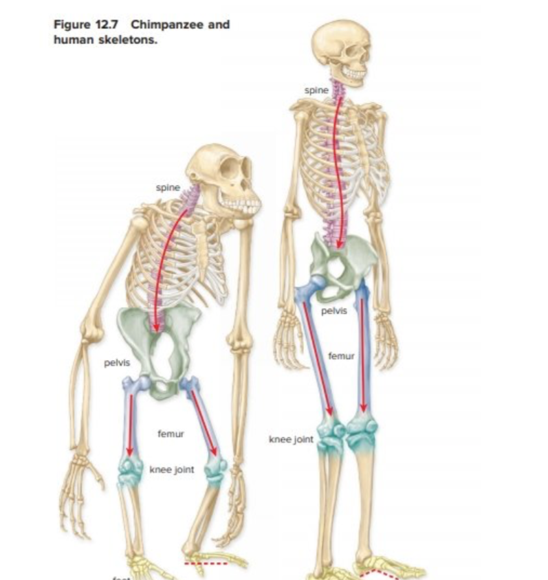 Solved Figure 12 7 Chimpanzee And Human Skeletons Spine Chegg