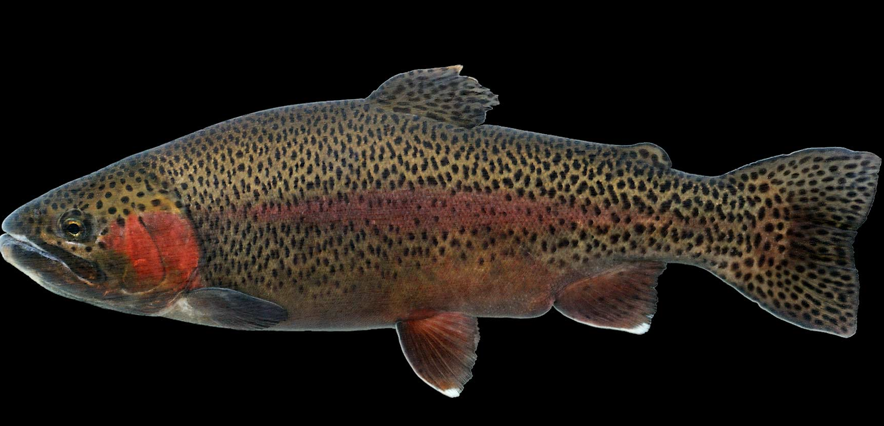 Solved Ray-finned fish are the most diverse class of | Chegg.com