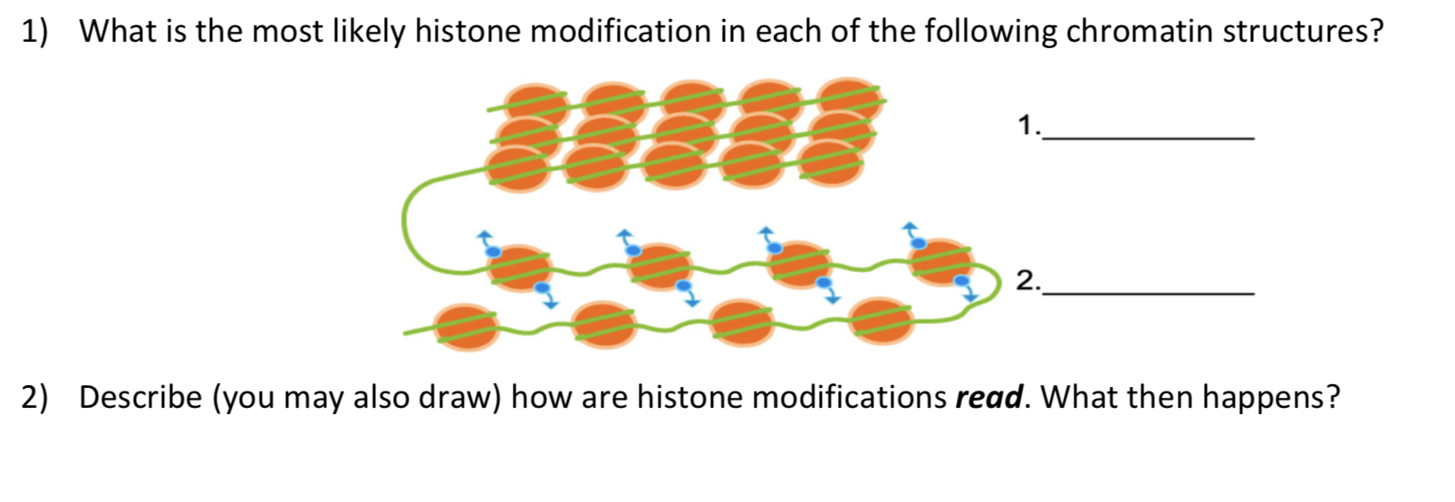 Solved 1) What is the most likely histone modification in | Chegg.com