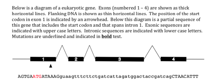 Solved 5) An AàT substitution at position 3 of codon | Chegg.com