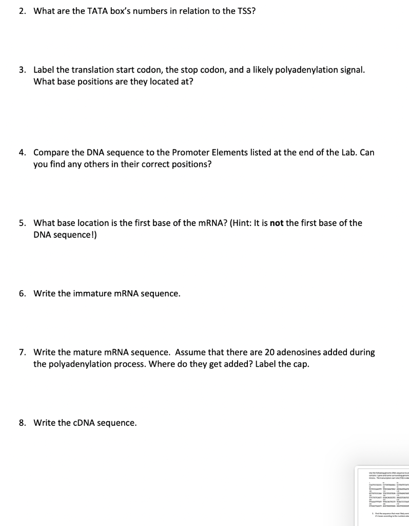 Use the following genomic DNA sequence to answer the | Chegg.com