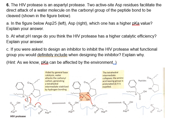 Solved 6. The HIV protease is an aspartyl protease. Two | Chegg.com
