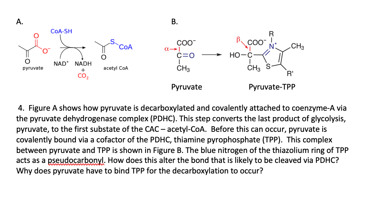 Solved 4. Figure A shows how pyruvate is decarboxylated and | Chegg.com