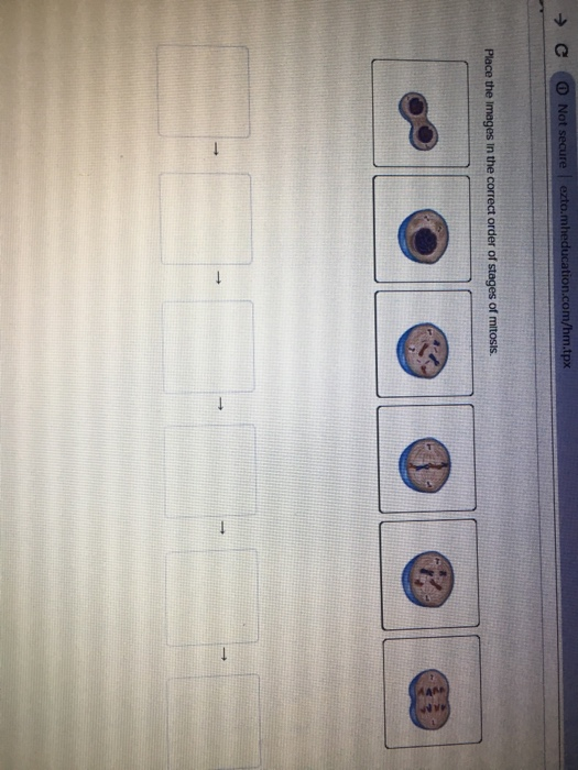Solved m.tpx Place the Images in the correct order of stages | Chegg.com