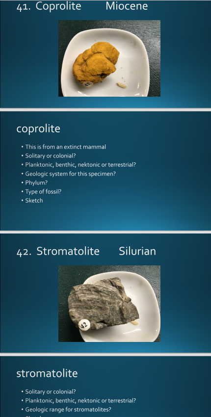 Solved 41. Coprolite Miocene coprolite • This is from an | Chegg.com