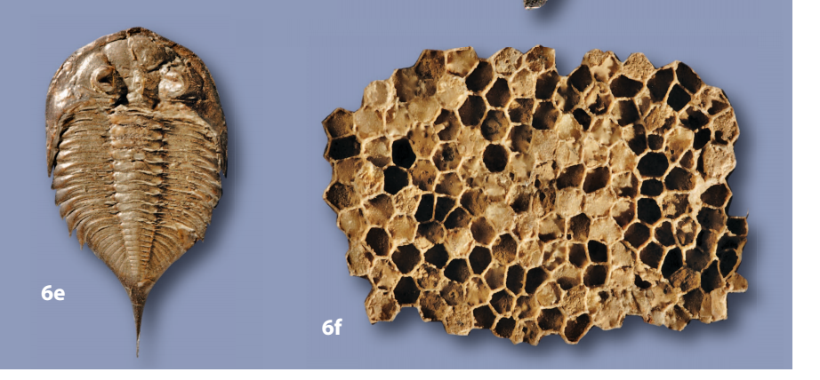 Solved FAUNA 2 2a 2b 2c 2d 2e | Chegg.com