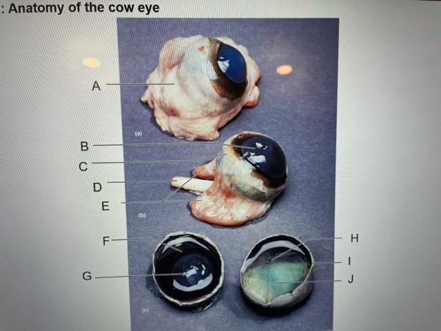 Solved Anatomy of the cow eye | Chegg.com