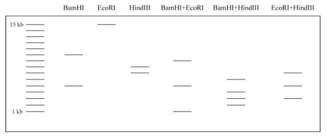 Solved BamHI EcoRI Hindi II BamHI+EcoRI BamHI+HindIII | Chegg.com | Chegg.com