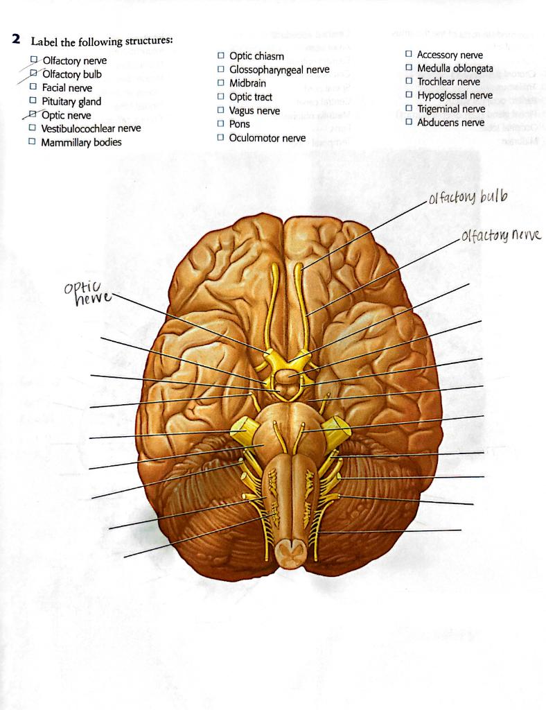 Solved 2 Label the following structures: Olfactory nerve | Chegg.com