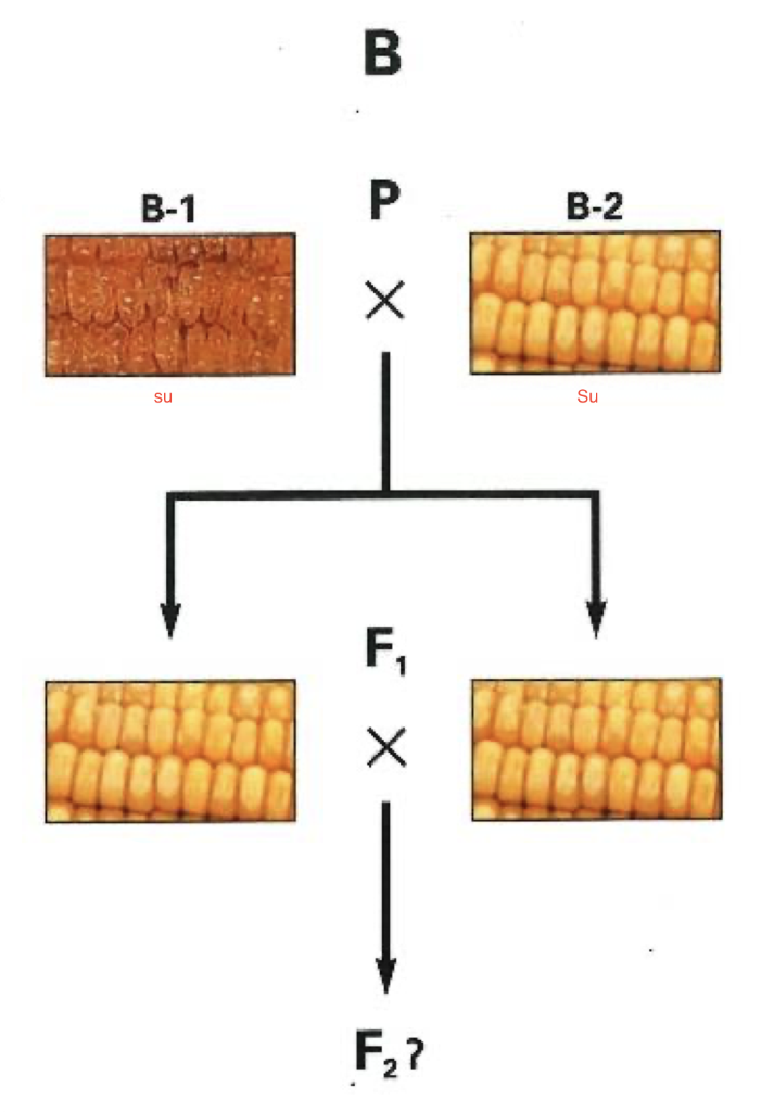 Solved What would the genotypes be of F1 and F2 generations | Chegg.com