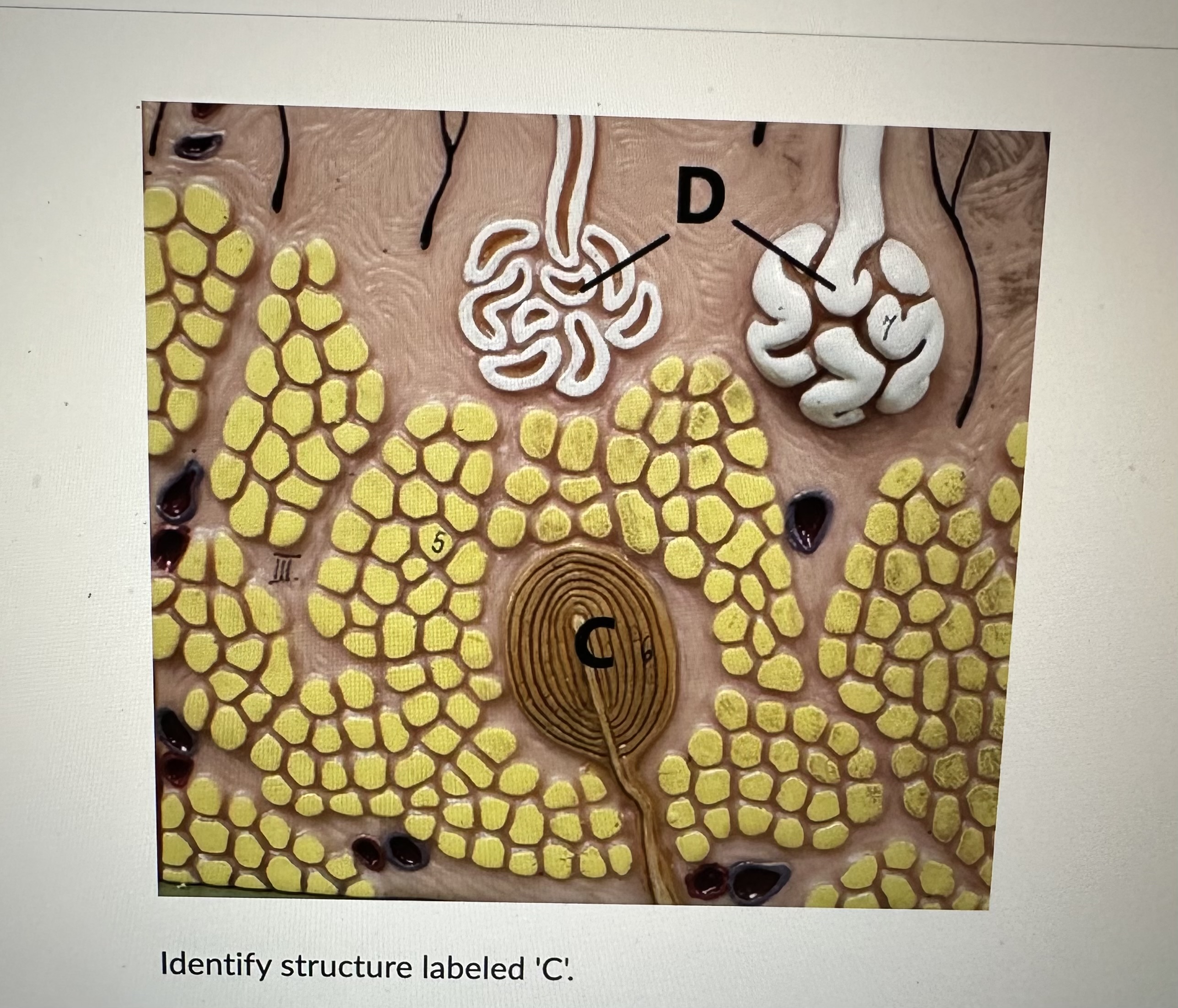 Solved Identify structure labeled 'C'. | Chegg.com