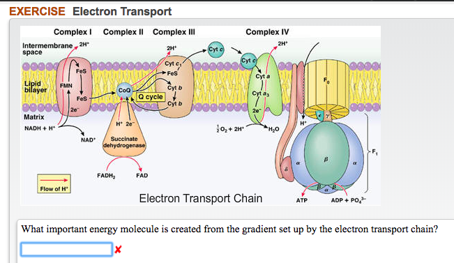 Electron Transport Chain Complexes