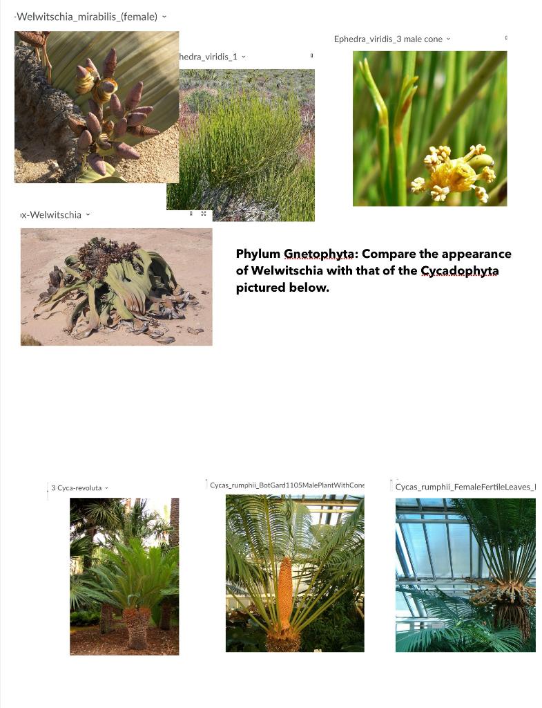 Phylum Gnetophyta