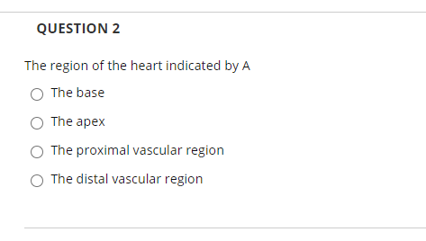 Solved QUESTION 2 The region of the heart indicated by A The | Chegg.com