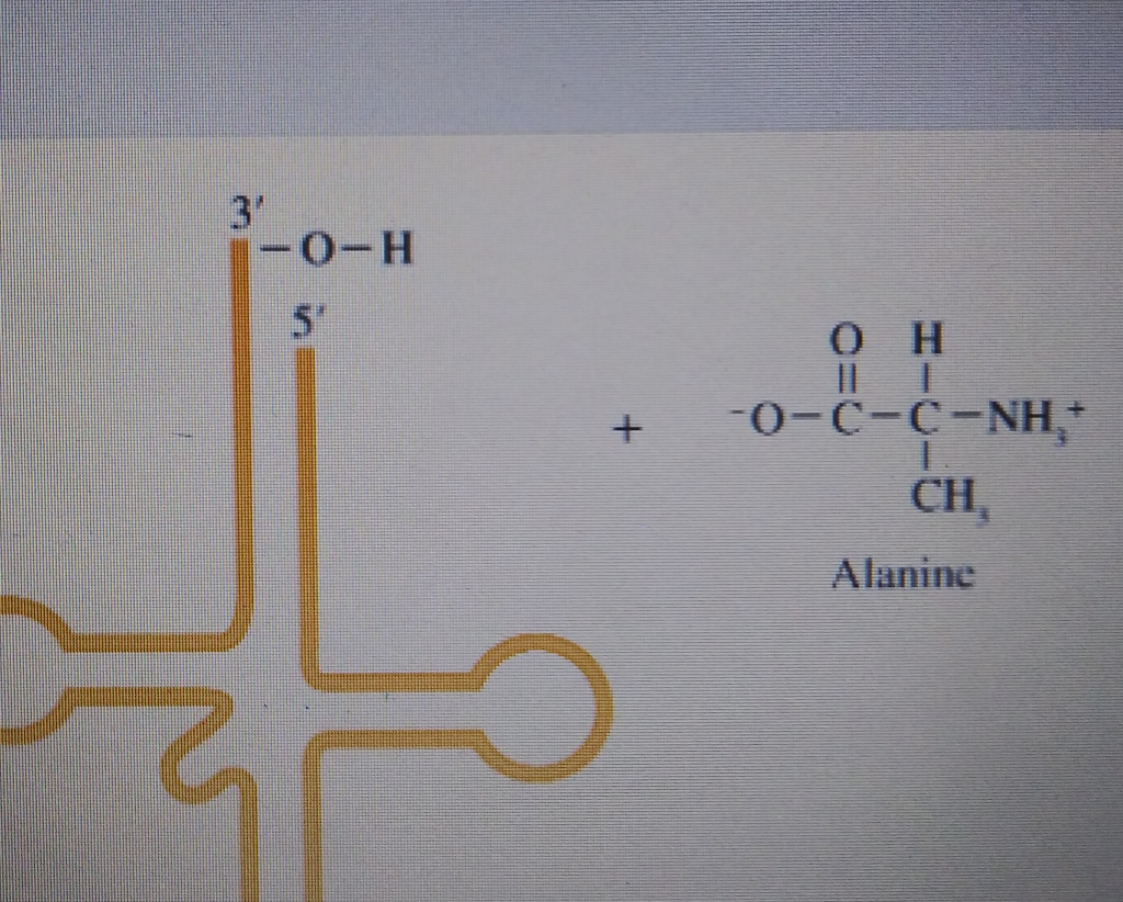 Solved Use the reaction between tRNA and an amino acid to | Chegg.com