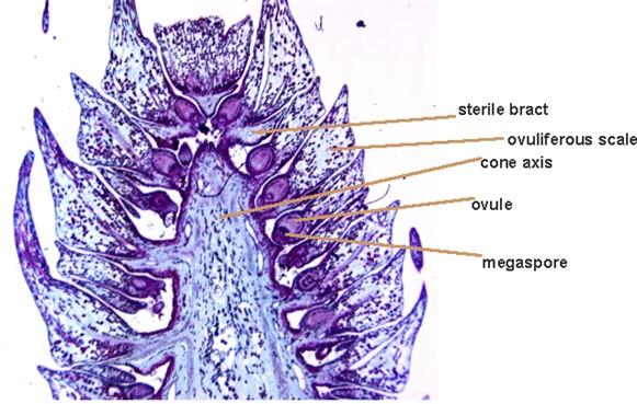 Solved 3. Ovules and Pollen: Conifer ovules can be seen on a | Chegg.com