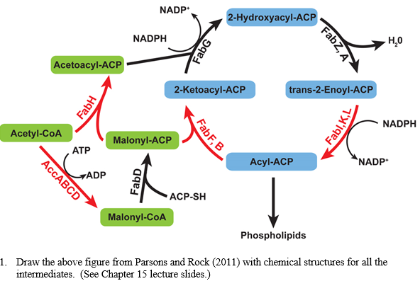 Solved NADP 2-Hydroxyacyl-ACP NADPH H,0 FabG FabZ, A | Chegg.com