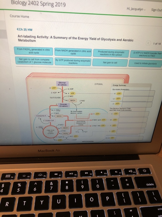 Solved Biology 2402 Spring 2019 Hi,Jacquelyn Sign Out Course | Chegg.com