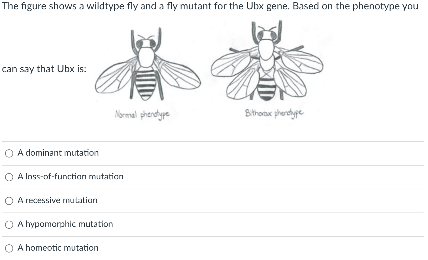 Solved The figure shows a wildtype fly and a fly mutant for | Chegg.com