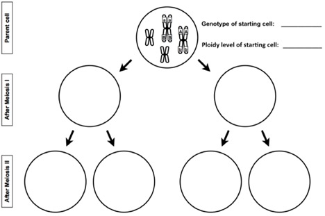 Solved Given below is a parent cell that is ready to divide | Chegg.com