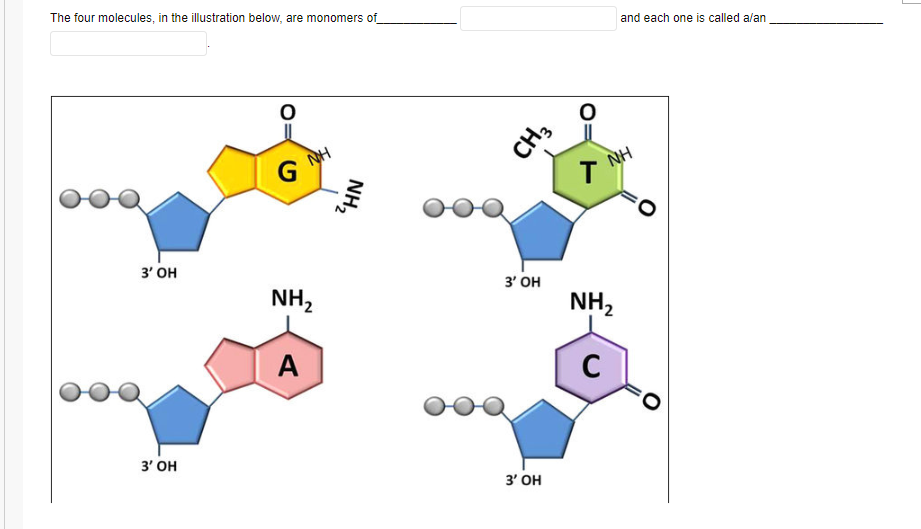 Solved The four molecules, in the illustration below, are | Chegg.com