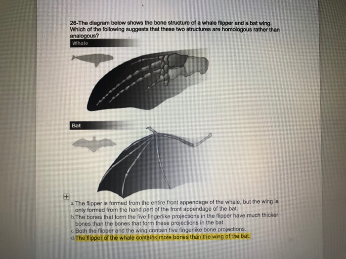 Solved 26-The diagram below shows the bone structure of a | Chegg.com