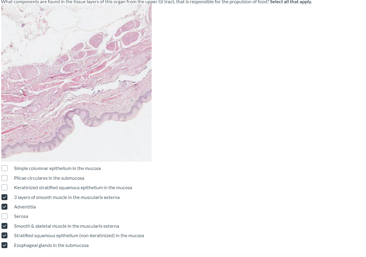 Solved What components are found in the tissue layers of | Chegg.com