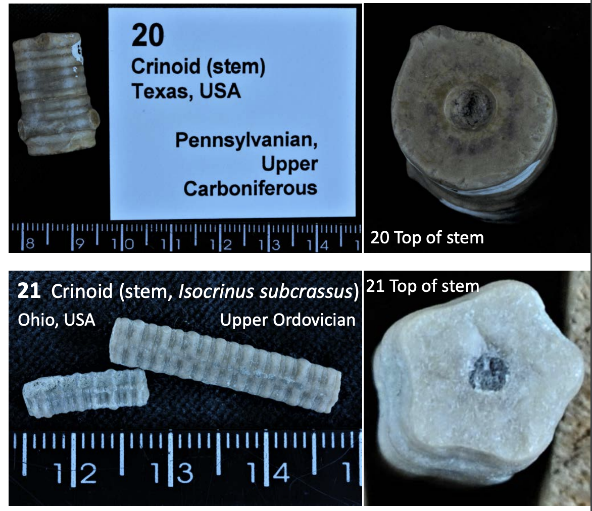 Solved 42) What function did the holes through the centre of | Chegg.com