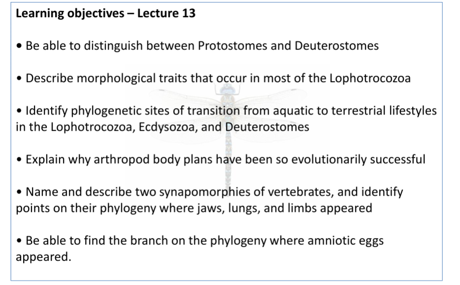 Solved Learning objectives - Lecture 13 - Describe | Chegg.com