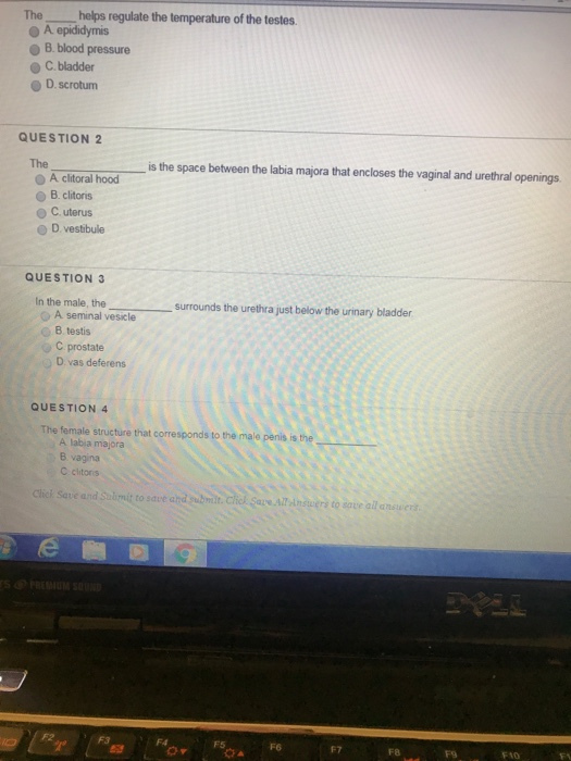Solved The helps regulate the temperature of the testes. A | Chegg.com
