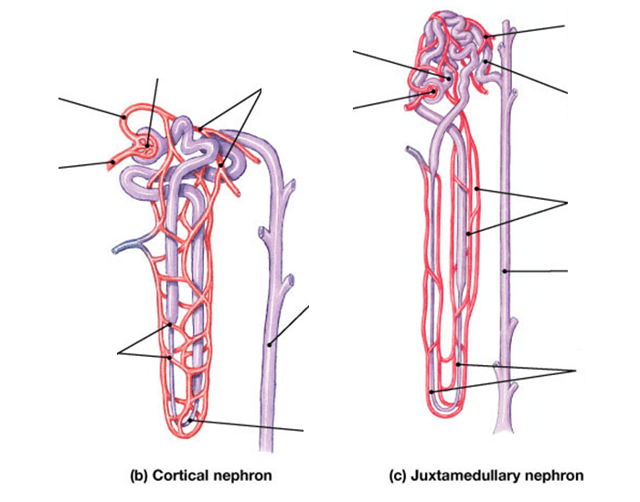 Solved (b) Cortical nephron (c) Juxtamedullary nephron | Chegg.com