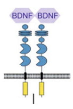 Solved (UNIT 1) The image below shows the receptor for BDNF. | Chegg.com