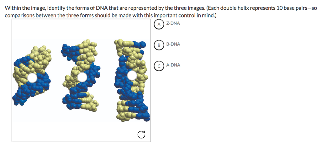 Solved Within the image, identify the forms of DNA that are | Chegg.com