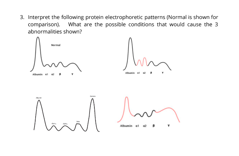 Solved 3. Interpret the following protein electrophoretic | Chegg.com
