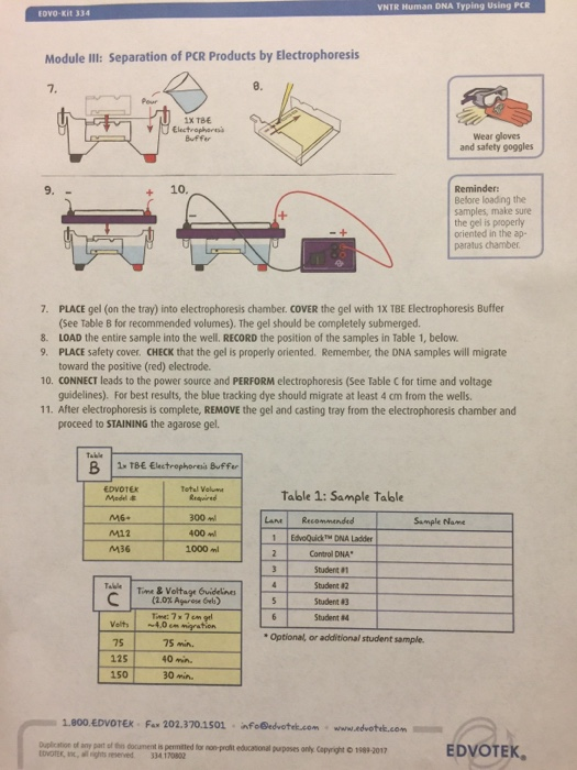 VNTR Human ONA Typing Using PCR EDVO-Kit 33 Module | Chegg.com