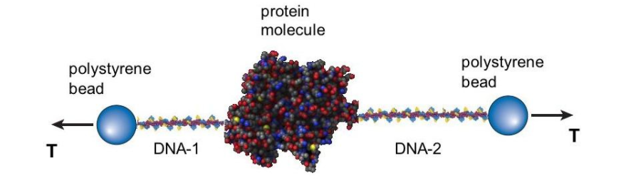 One interesting use of DNA is as springs to pull on | Chegg.com