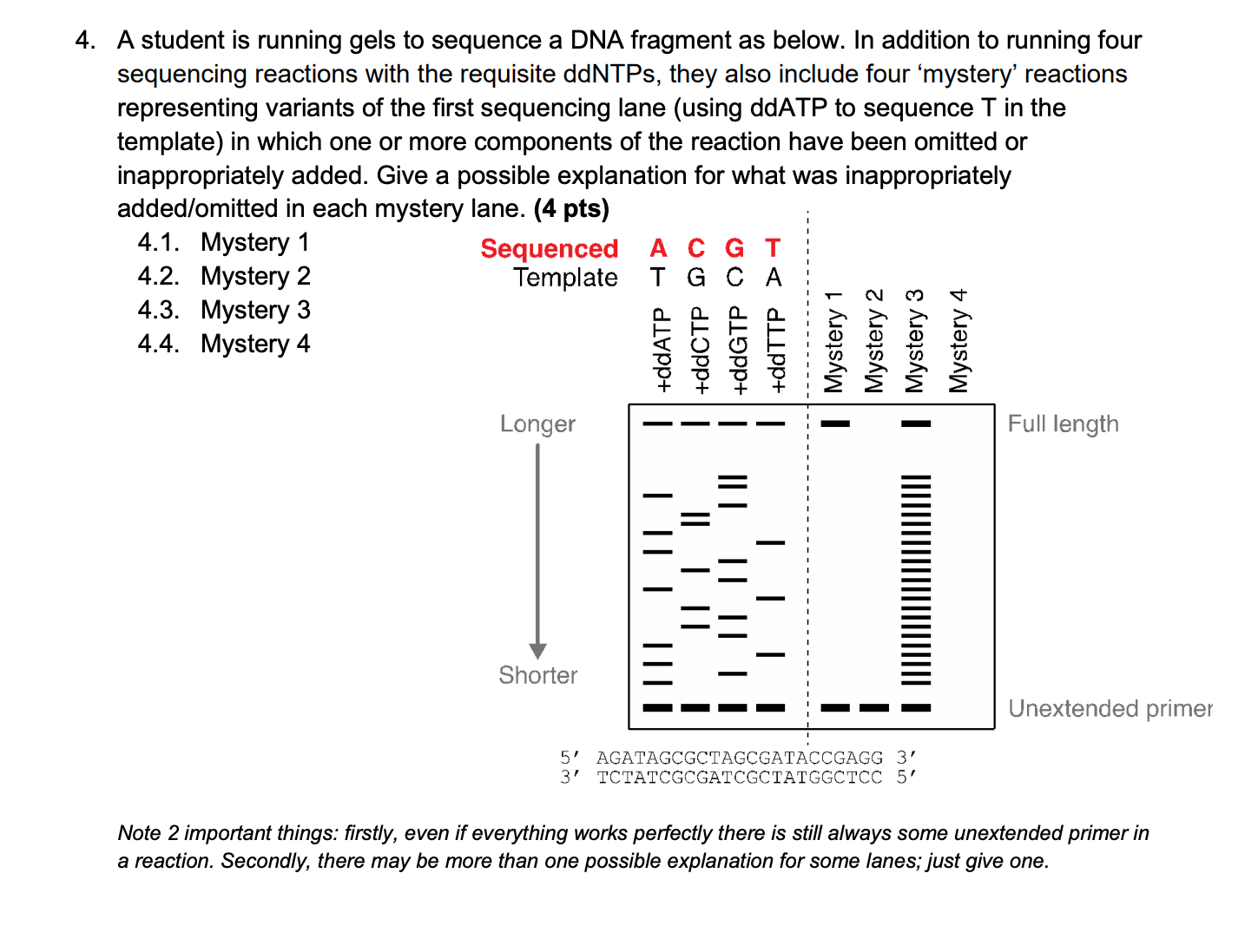 Solved 4. A student is running gels to sequence a DNA | Chegg.com