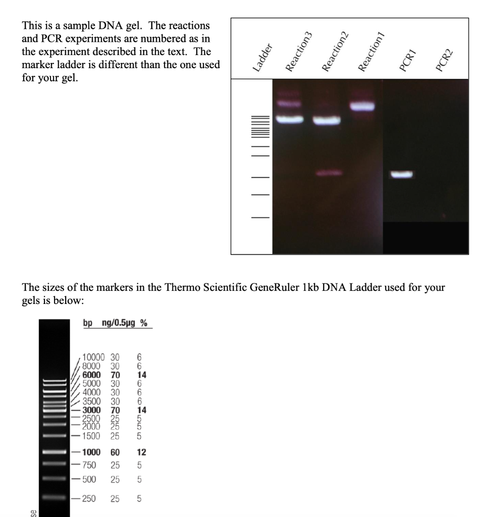 Solved how to draw a plasmid map given this gel and how to | Chegg.com