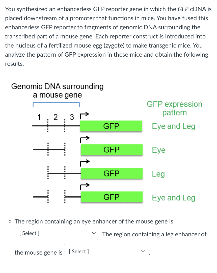 Solved You synthesized an enhancerless GFP reporter gene in | Chegg.com